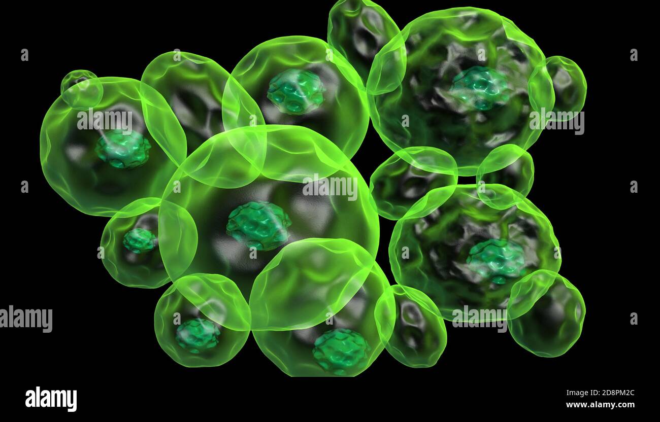 Amitosis hi-res stock photography and images - Alamy