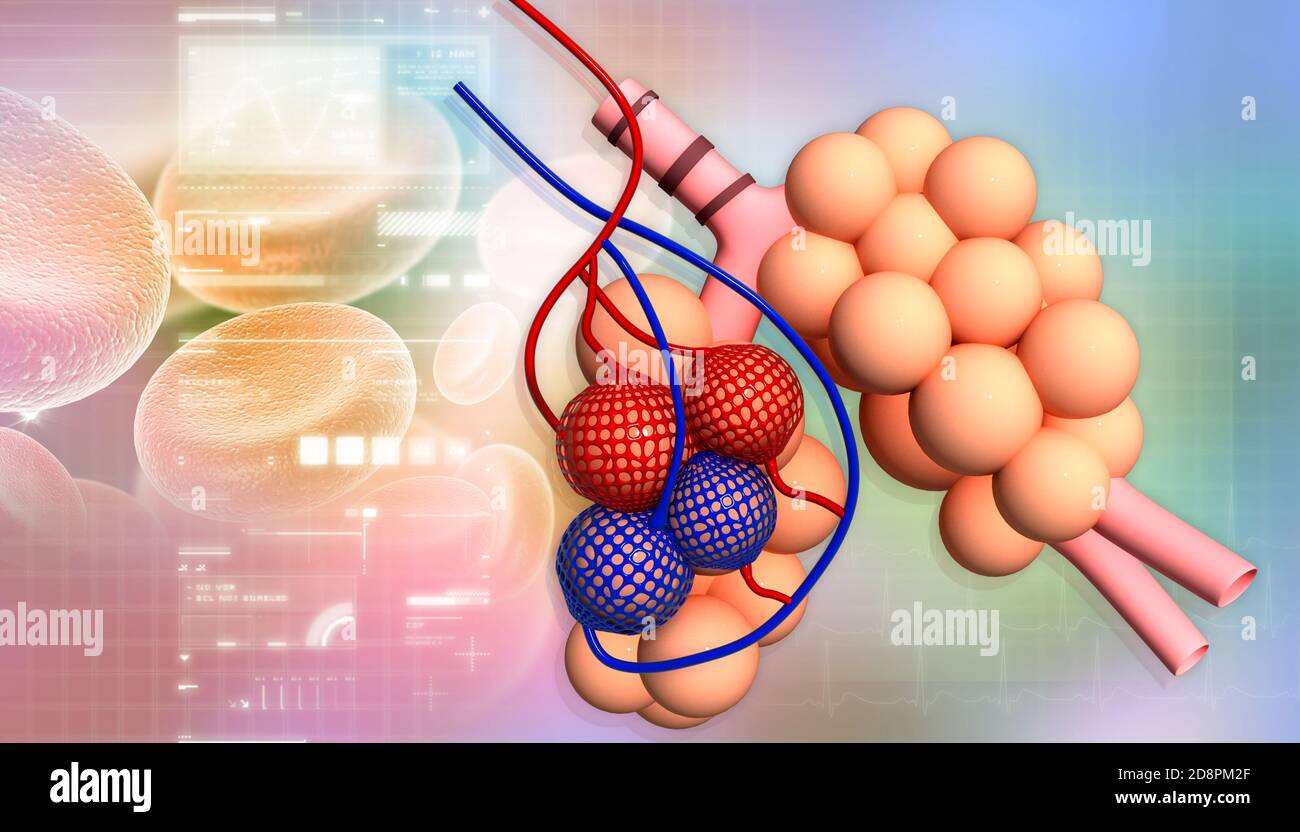 Alveoli anatomy hi-res stock photography and images - Alamy