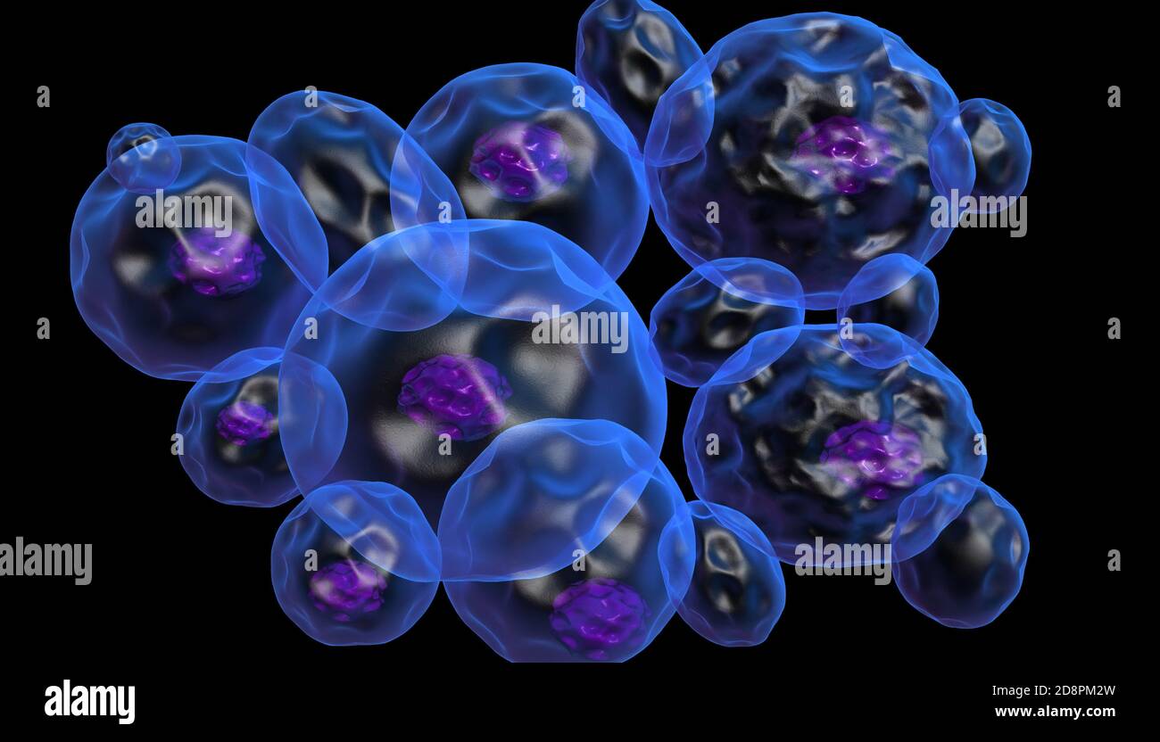 Amitosis hi-res stock photography and images - Alamy