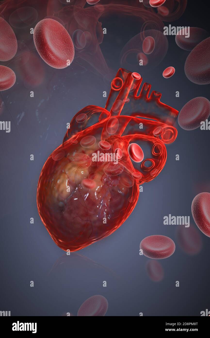 Human heart with blood cell Stock Photo - Alamy