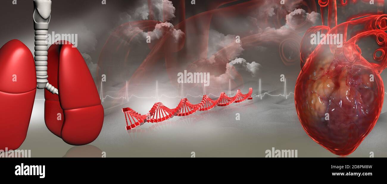 Human heart and lungs Stock Photo - Alamy