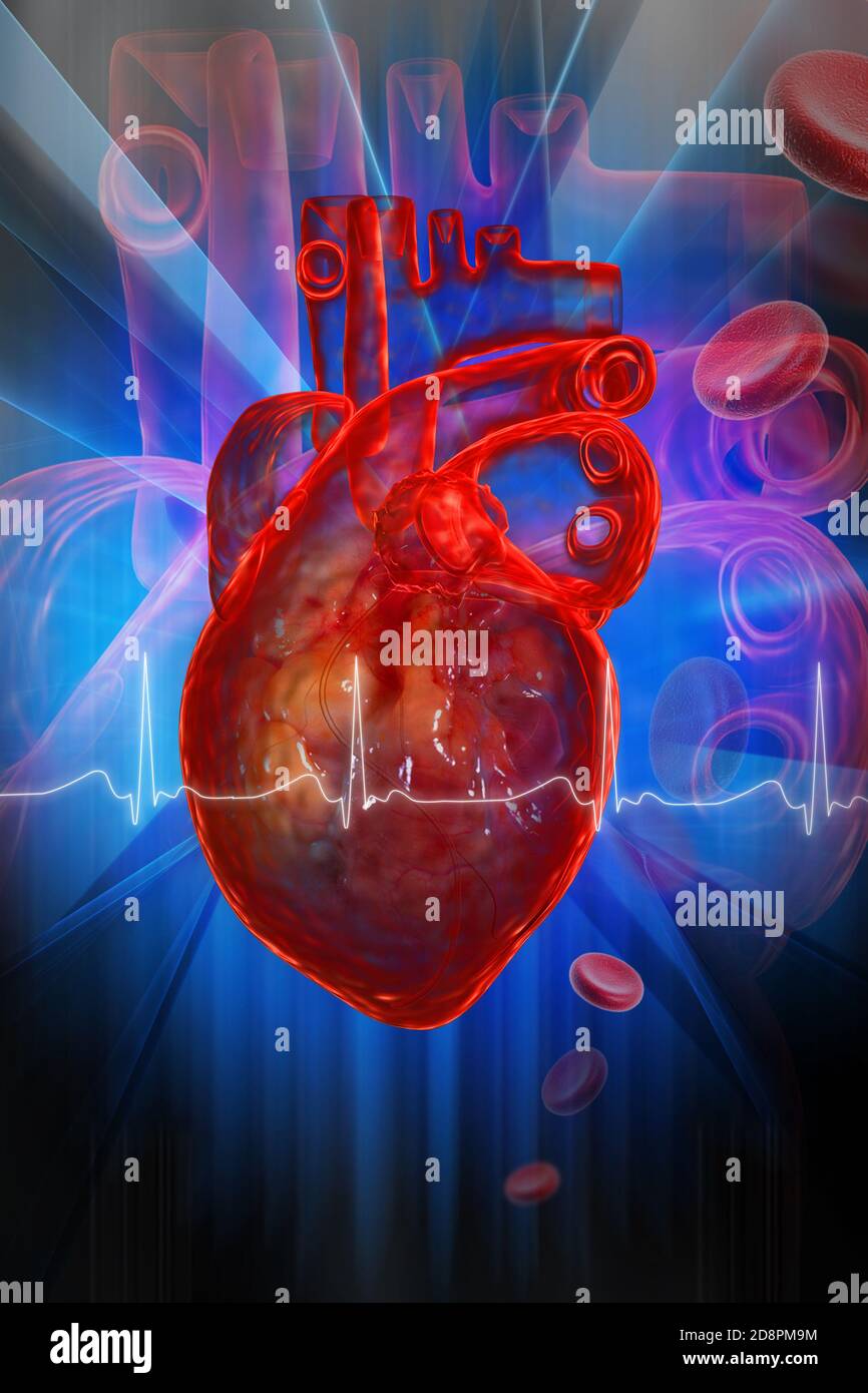 Human heart with ECG Stock Photo - Alamy