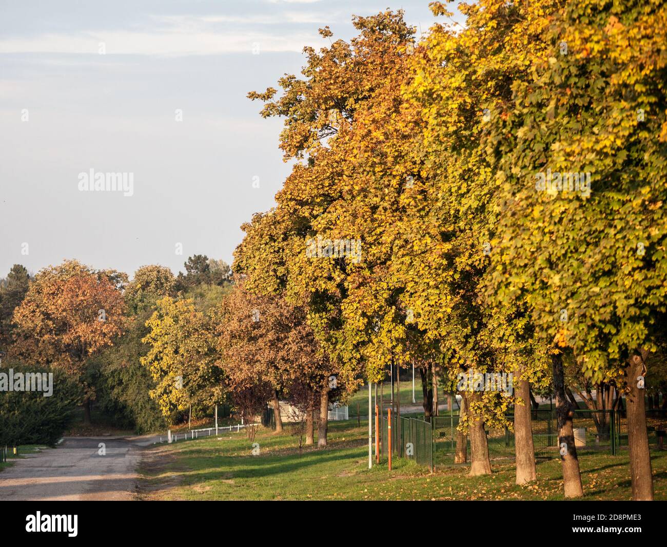 Plane trees with fall colors next to a footpath and a road during the ...