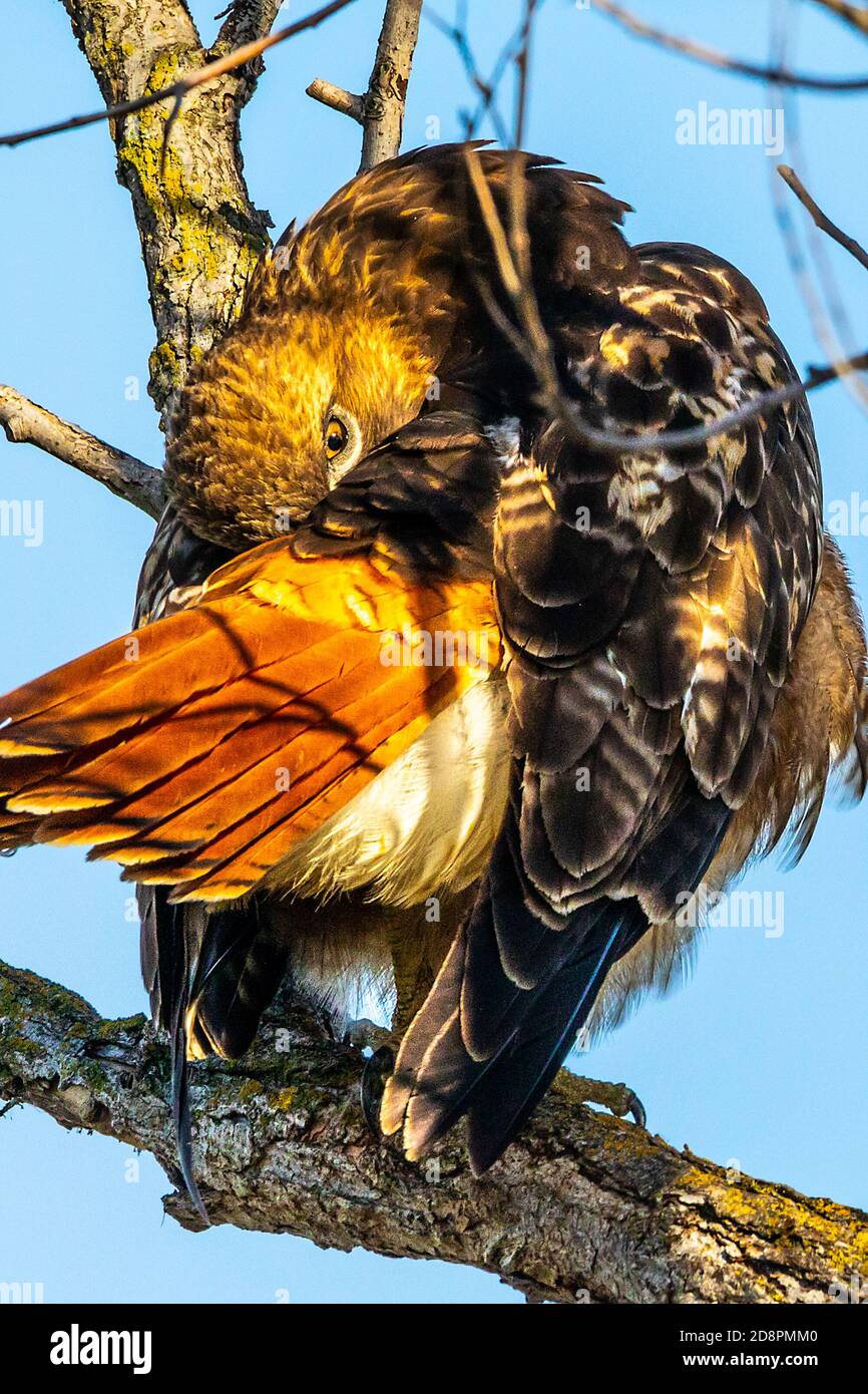 A Red Tailed hawk preens at the Sacramento National Wildlife Refuge in ...