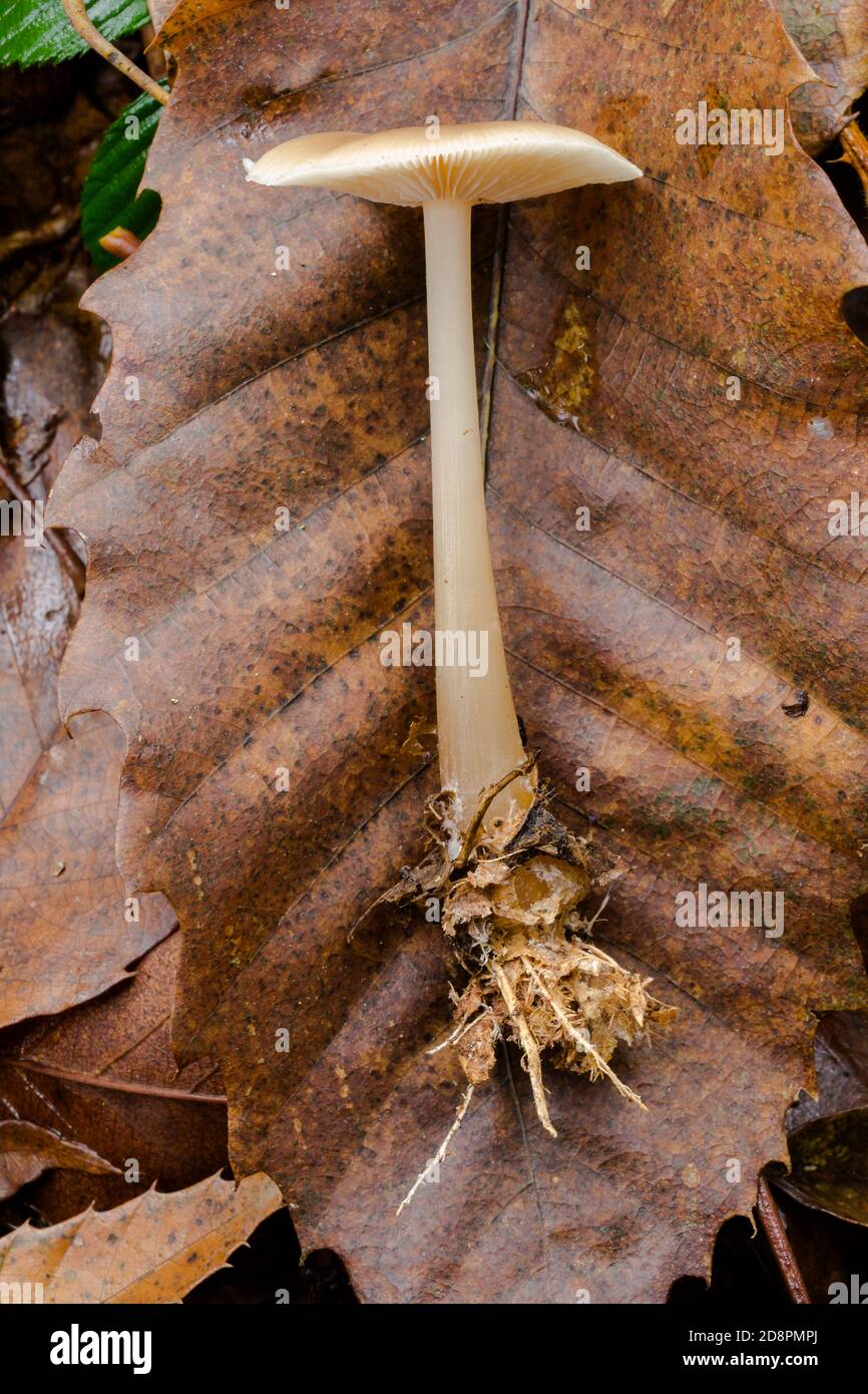 The Entoloma strictius mushroom, showing cap, stem and mycelial cells ...