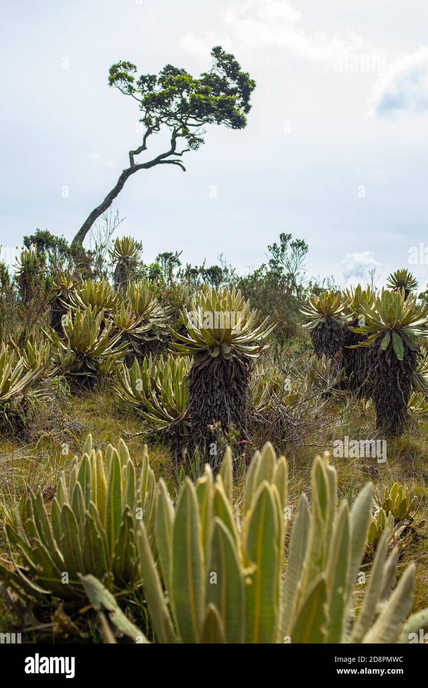 Frailejon (Espeletia Grandiflora) in Paramo Hiking Stock Photo - Alamy