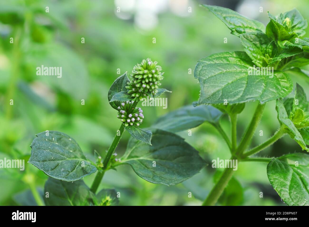 A macro view of leaves and flower bud head of a mint plant Stock Photo ...
