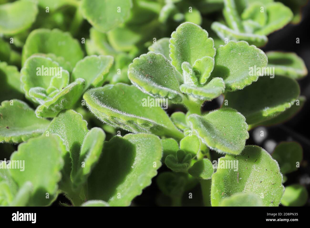 The unique thick leaves of a Cuban Oregano, a succulent herb Stock ...