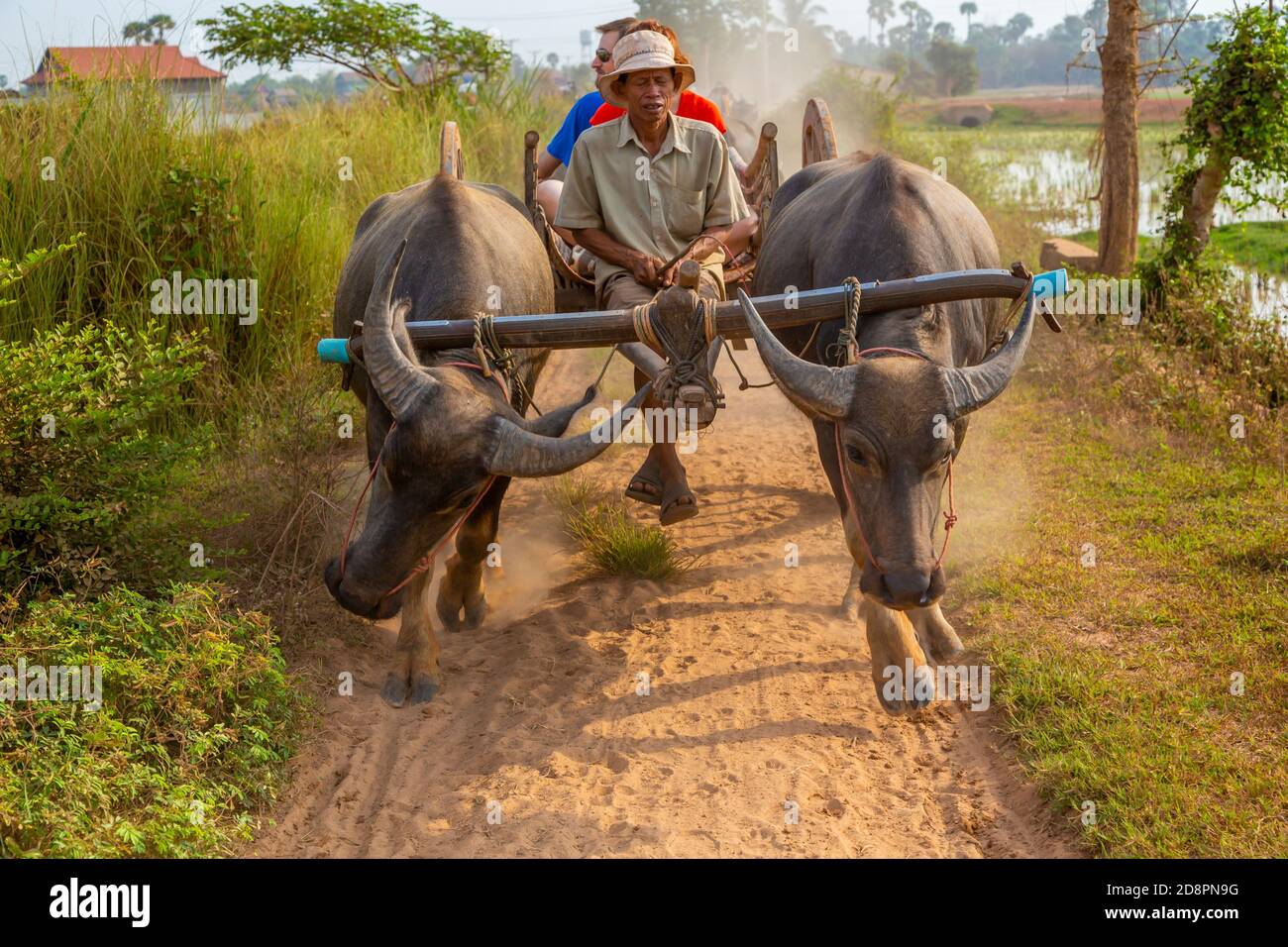 Ox cart rides for tourists in a village near Siem Reap, Cambodia, Asia ...