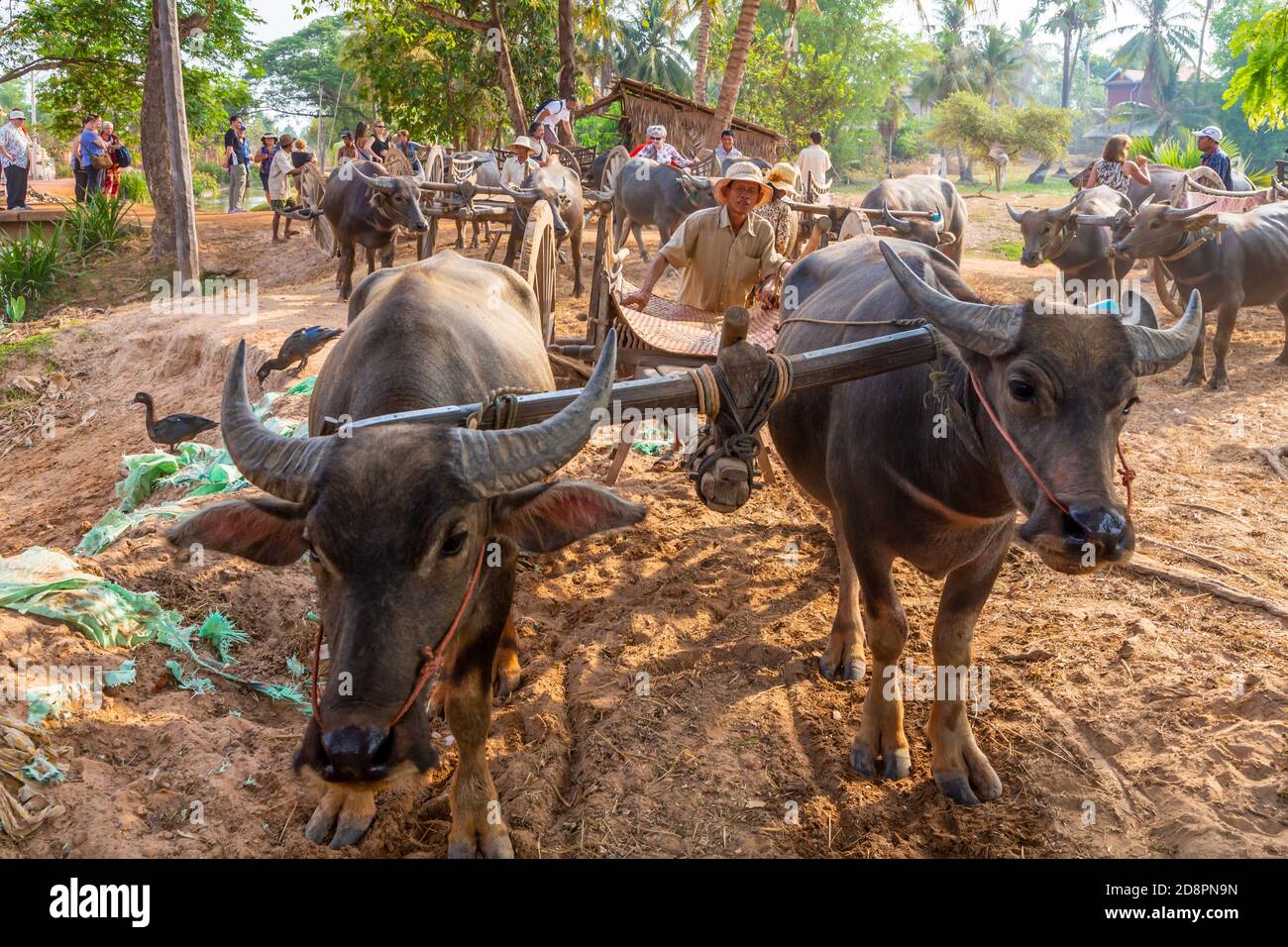 Ox cart rides for tourists in a village near Siem Reap, Cambodia, Asia ...