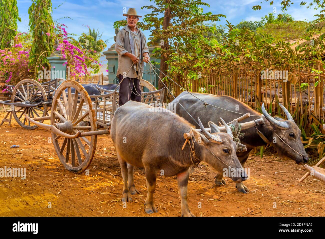 Ox cart rides for tourists in a village near Siem Reap, Cambodia, Asia ...