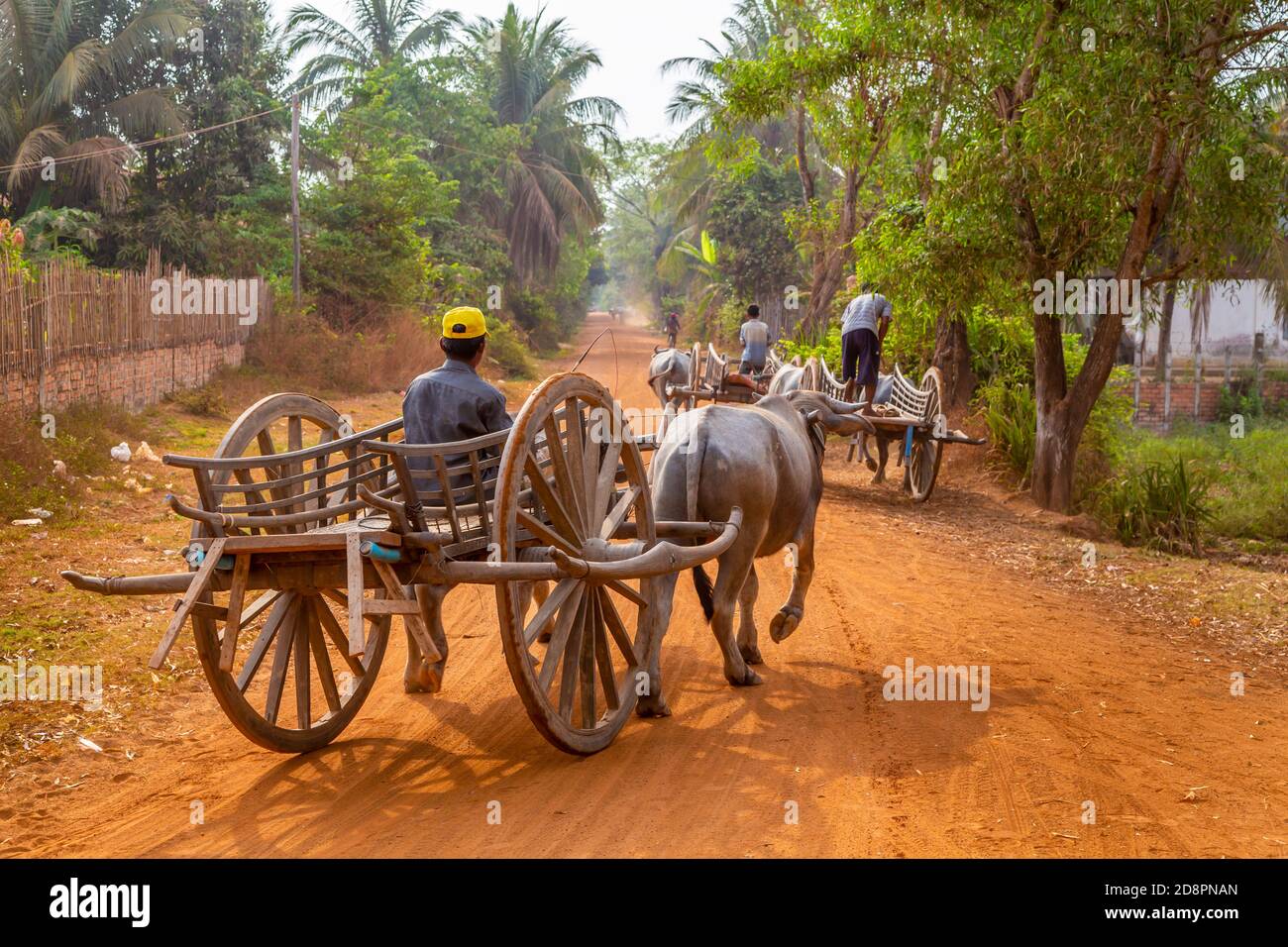 Ox cart rides for tourists in a village near Siem Reap, Cambodia, Asia ...