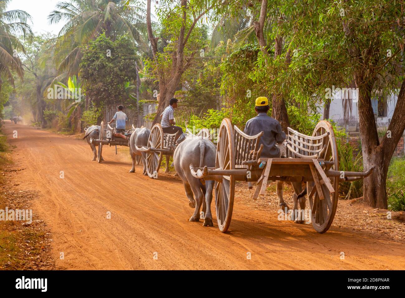 Ox cart rides for tourists in a village near Siem Reap, Cambodia, Asia ...
