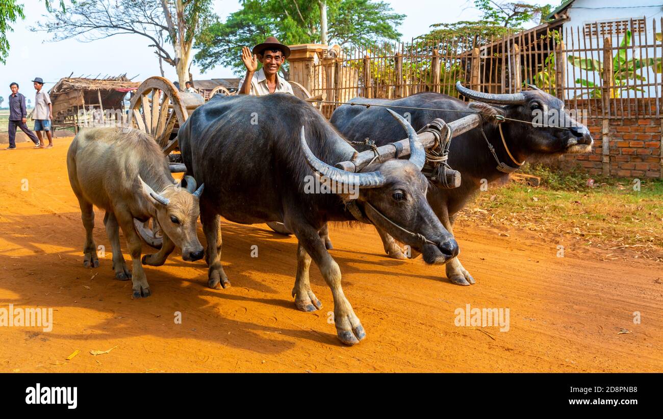 Ox cart rides for tourists in a village near Siem Reap, Cambodia, Asia ...