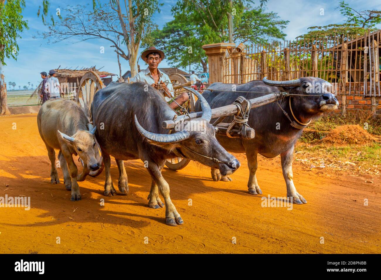 Ox cart rides for tourists in a village near Siem Reap, Cambodia, Asia ...