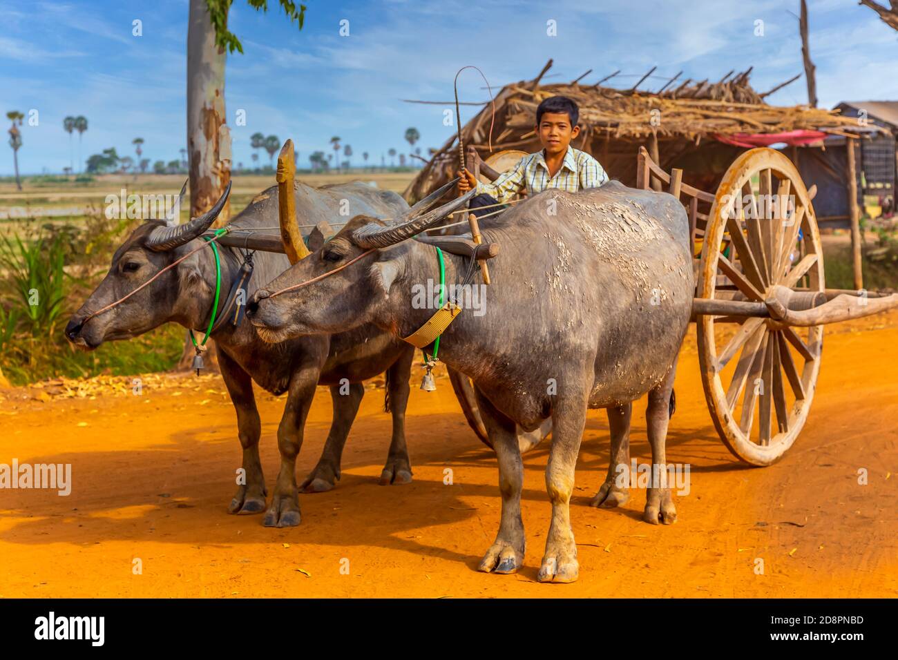 Ox cart rides for tourists in a village near Siem Reap, Cambodia, Asia ...