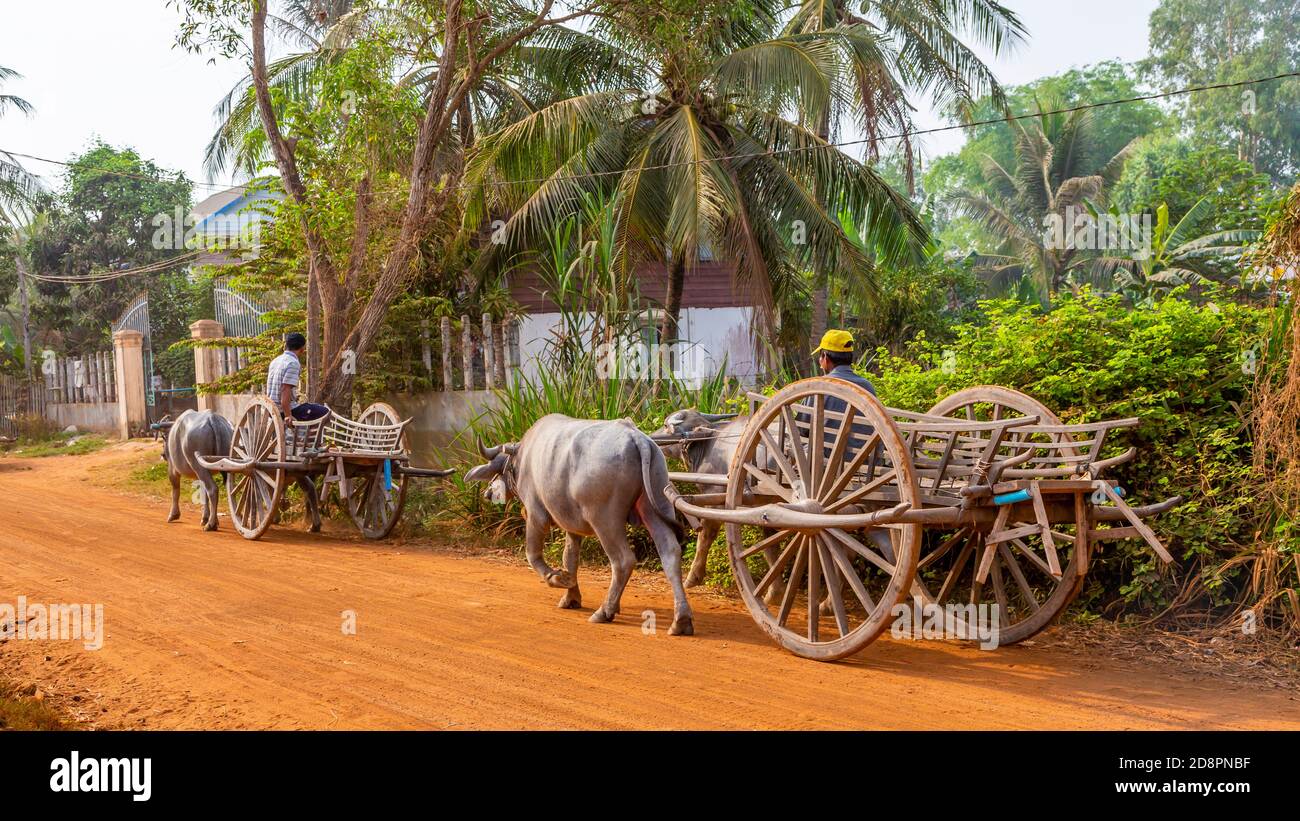 Ox cart rides for tourists in a village near Siem Reap, Cambodia, Asia ...