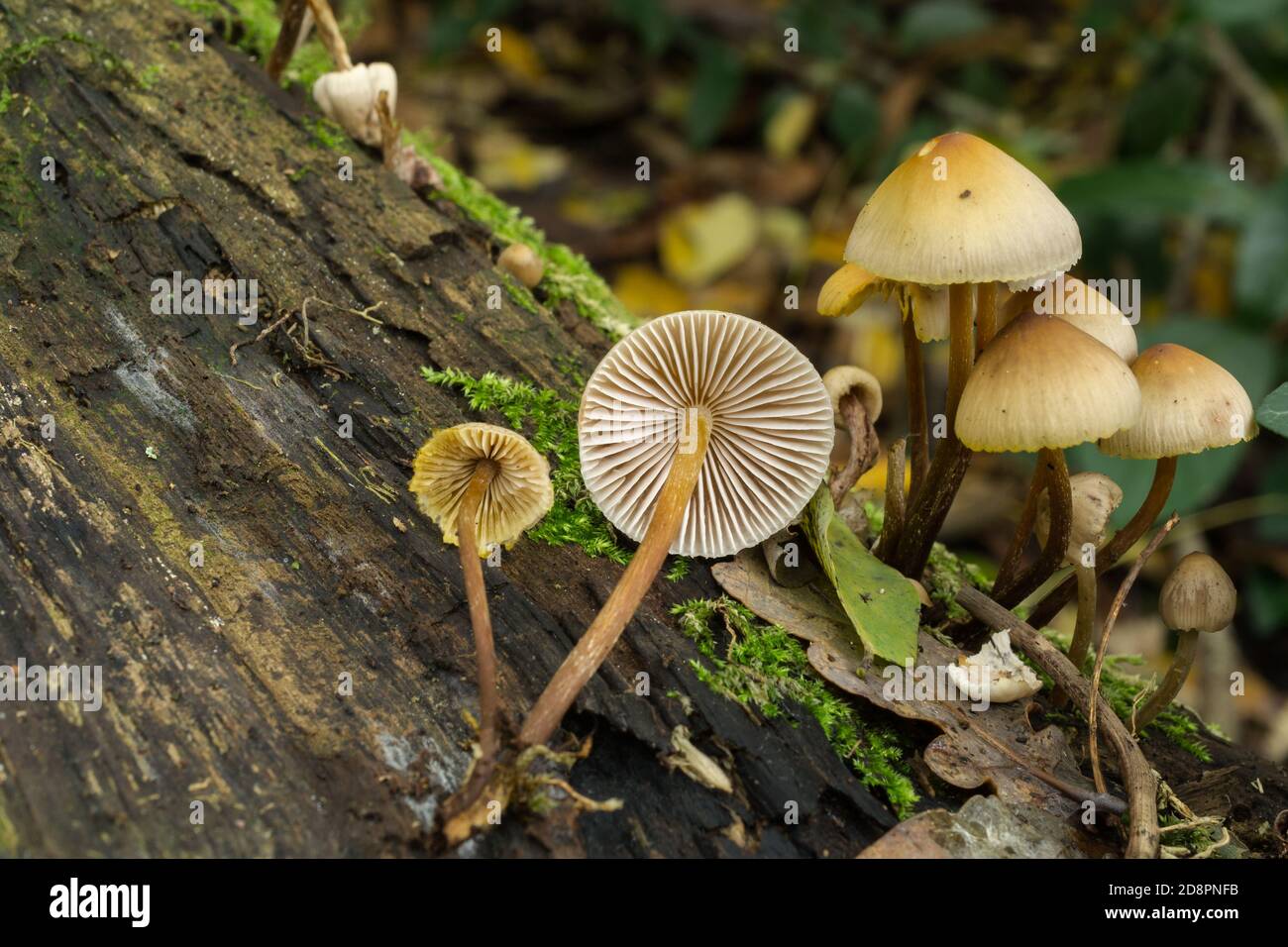 The underside or gill structure of the clustered bonnet mushroom or ...