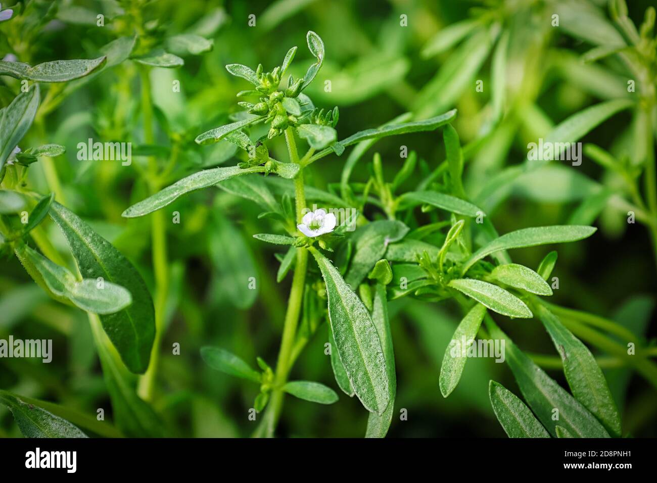 Summer Savory High Resolution Stock Photography and Images - Alamy