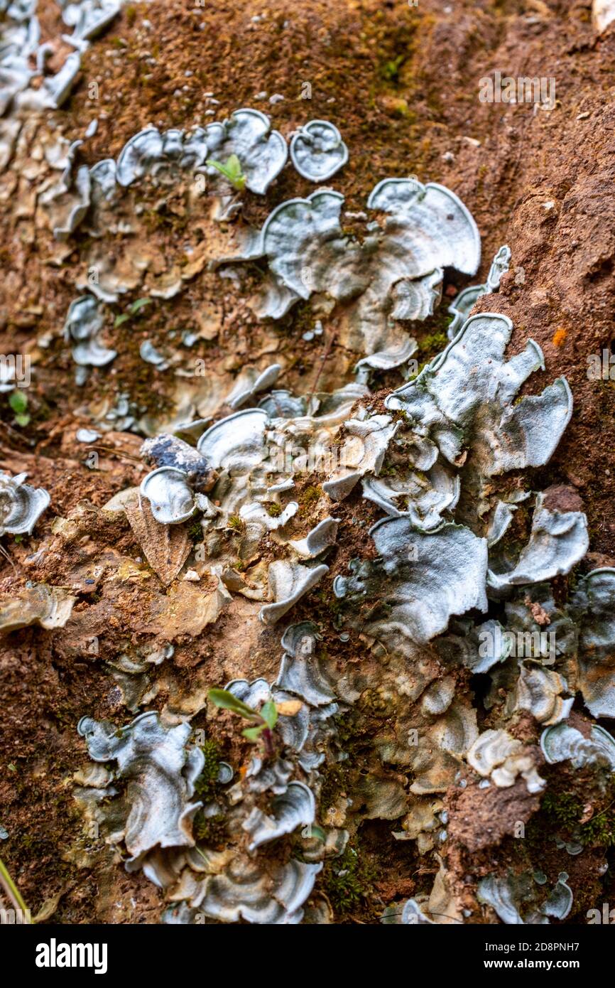 Lichen on the Stone and Ground Wall near to the Paramo Stock Photo - Alamy