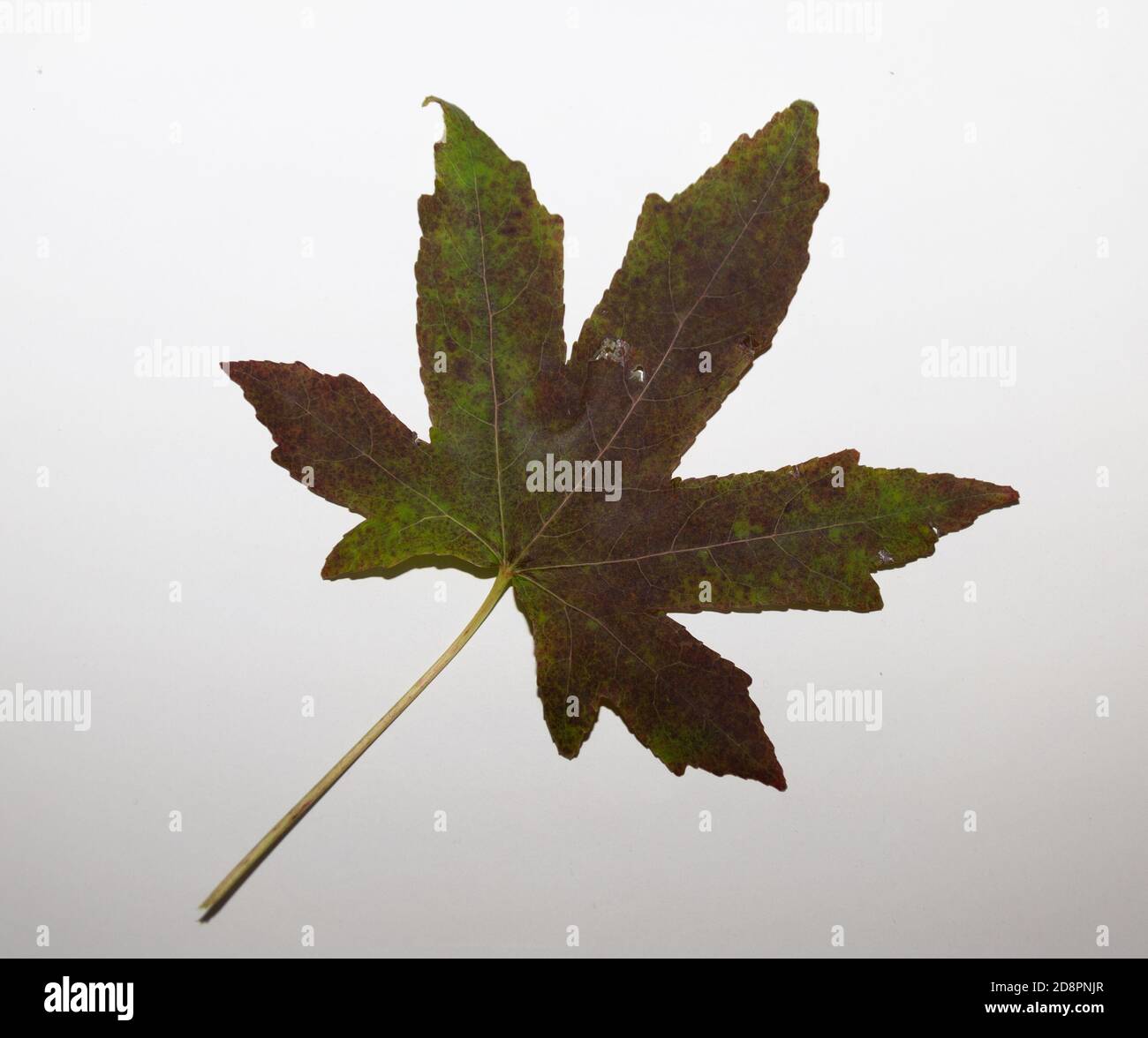Still life leaves hi-res stock photography and images - Alamy