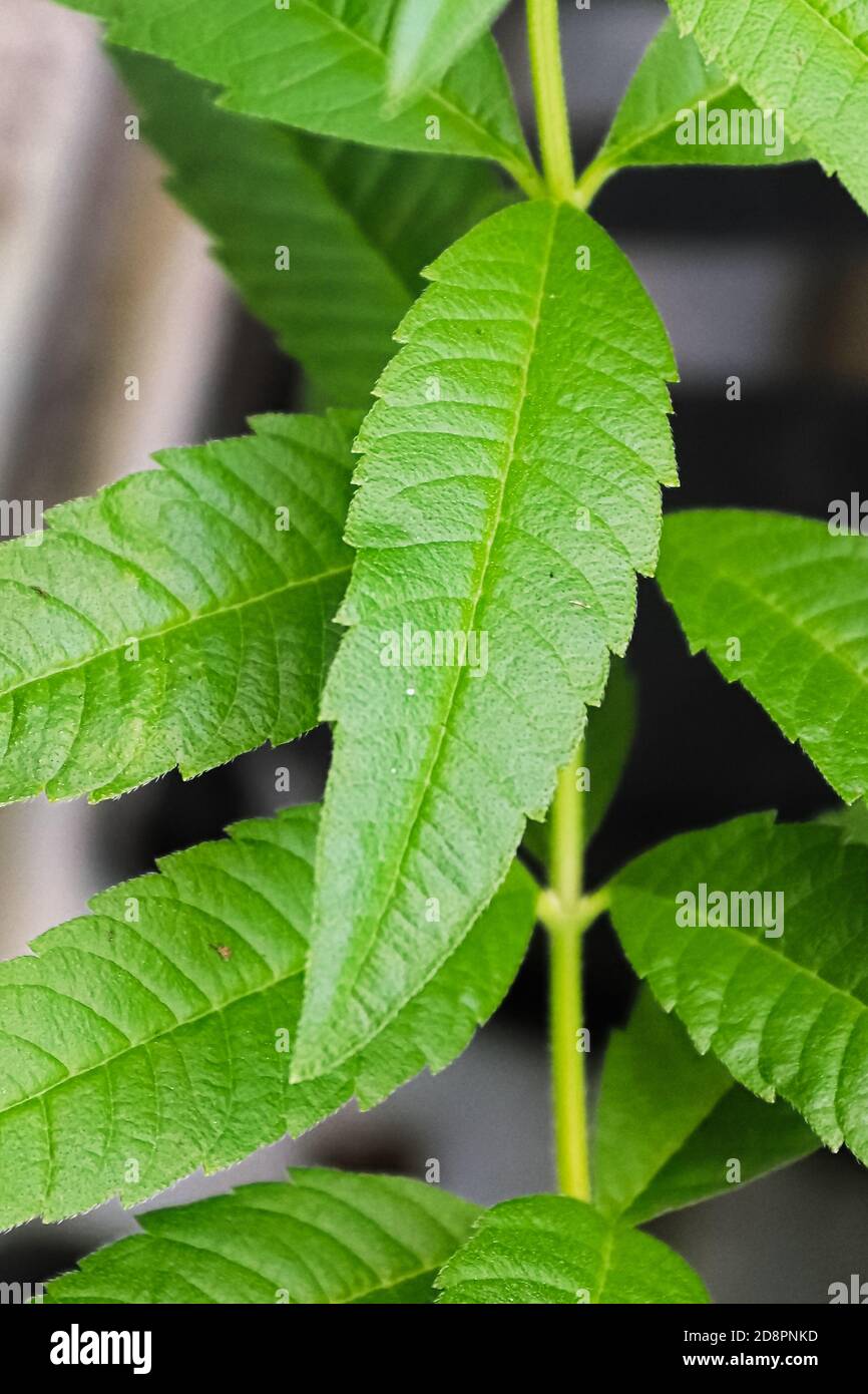 The side view of a long leaf on a stevia herb plant Stock Photo - Alamy