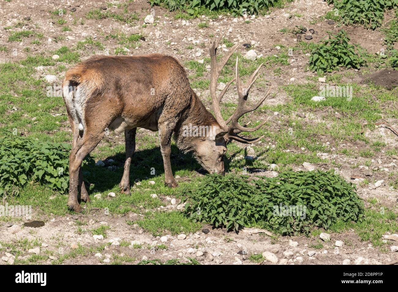 Jura france deer hi-res stock photography and images - Alamy