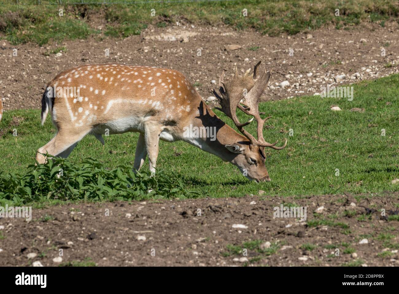 Deer stag in beautiful autumn forest in Jura, France Stock Photo - Alamy