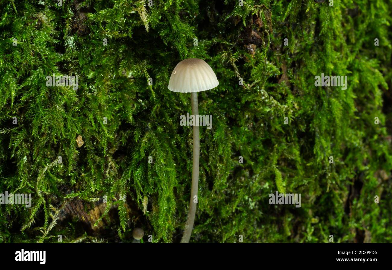 A young bleeding bonnet mushroom or Mycena sanguinolenta growing in ...