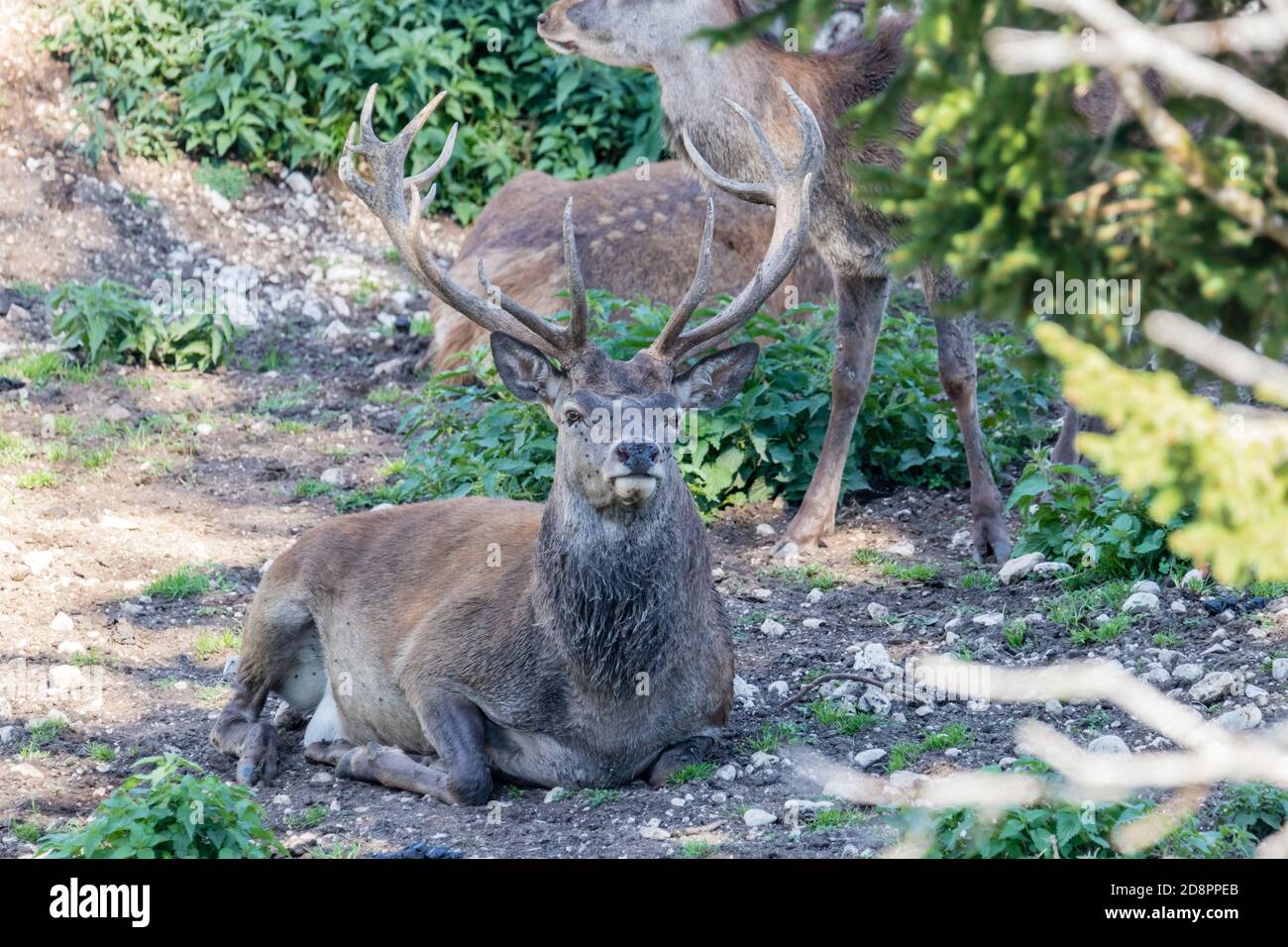 Deer stag in beautiful autumn forest in Jura, France Stock Photo - Alamy