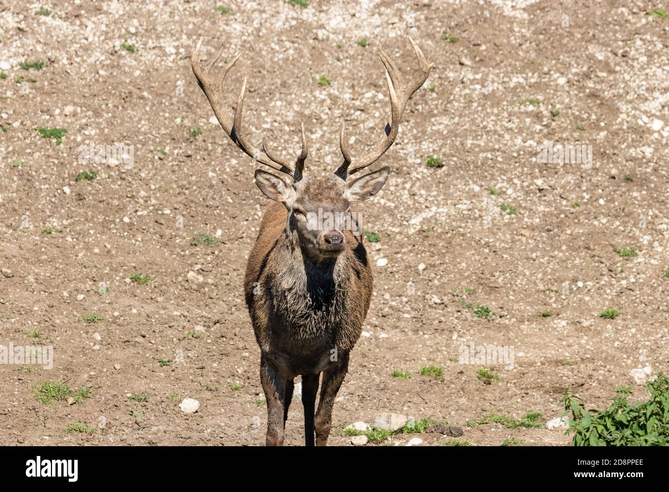Deer stag in beautiful autumn forest in Jura, France Stock Photo - Alamy