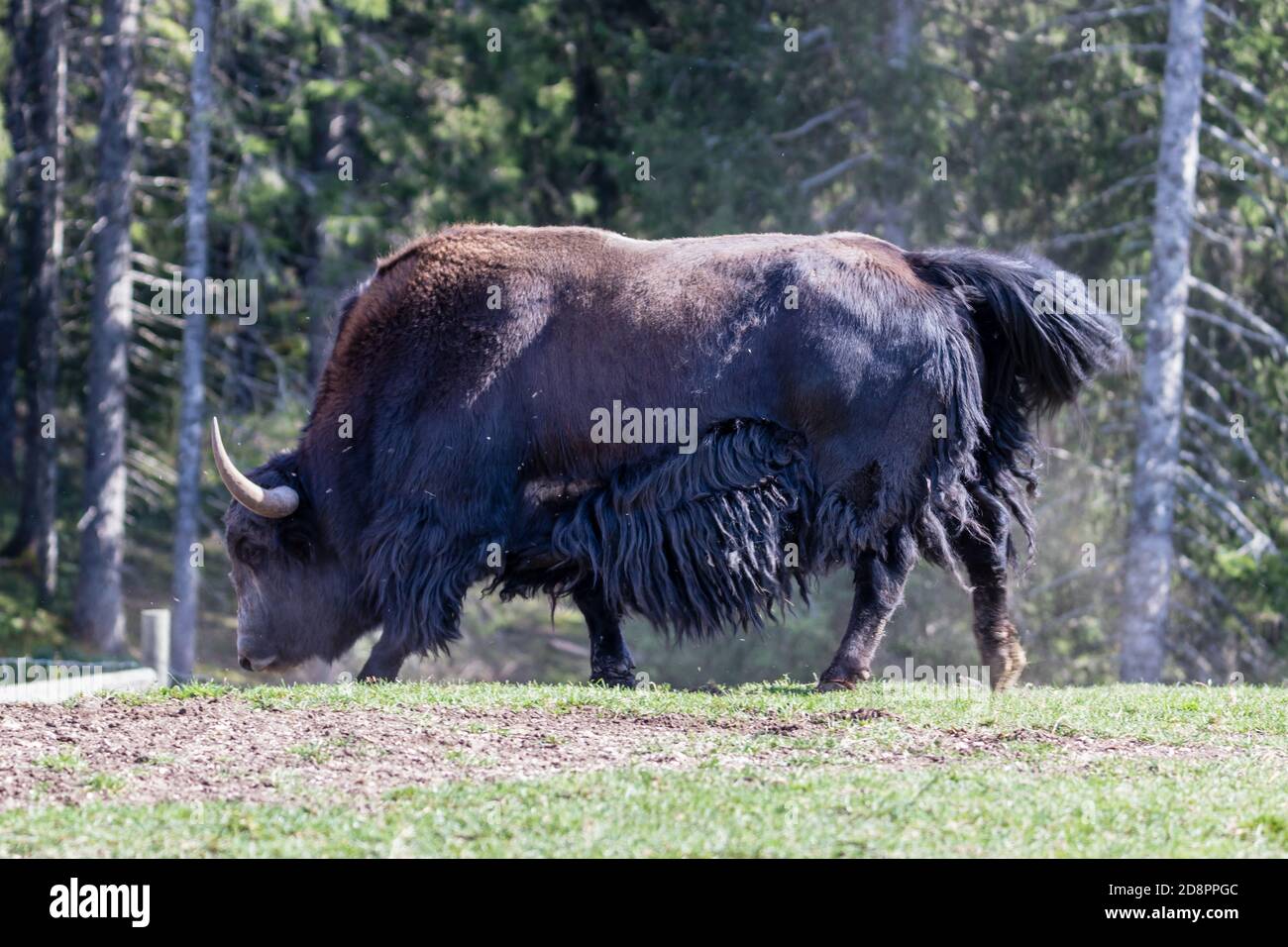 Bison encounter hi-res stock photography and images - Alamy