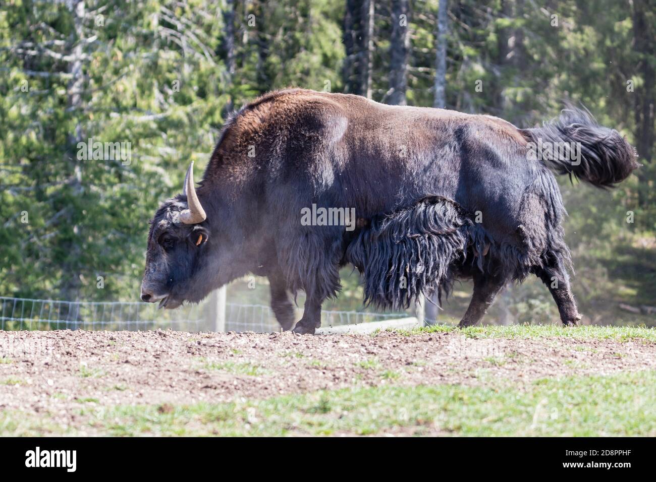Bison encounter hi-res stock photography and images - Alamy
