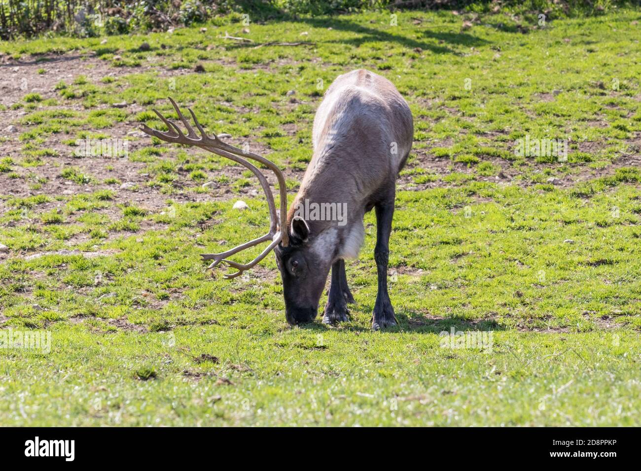 Caribou eating grass hi-res stock photography and images - Alamy