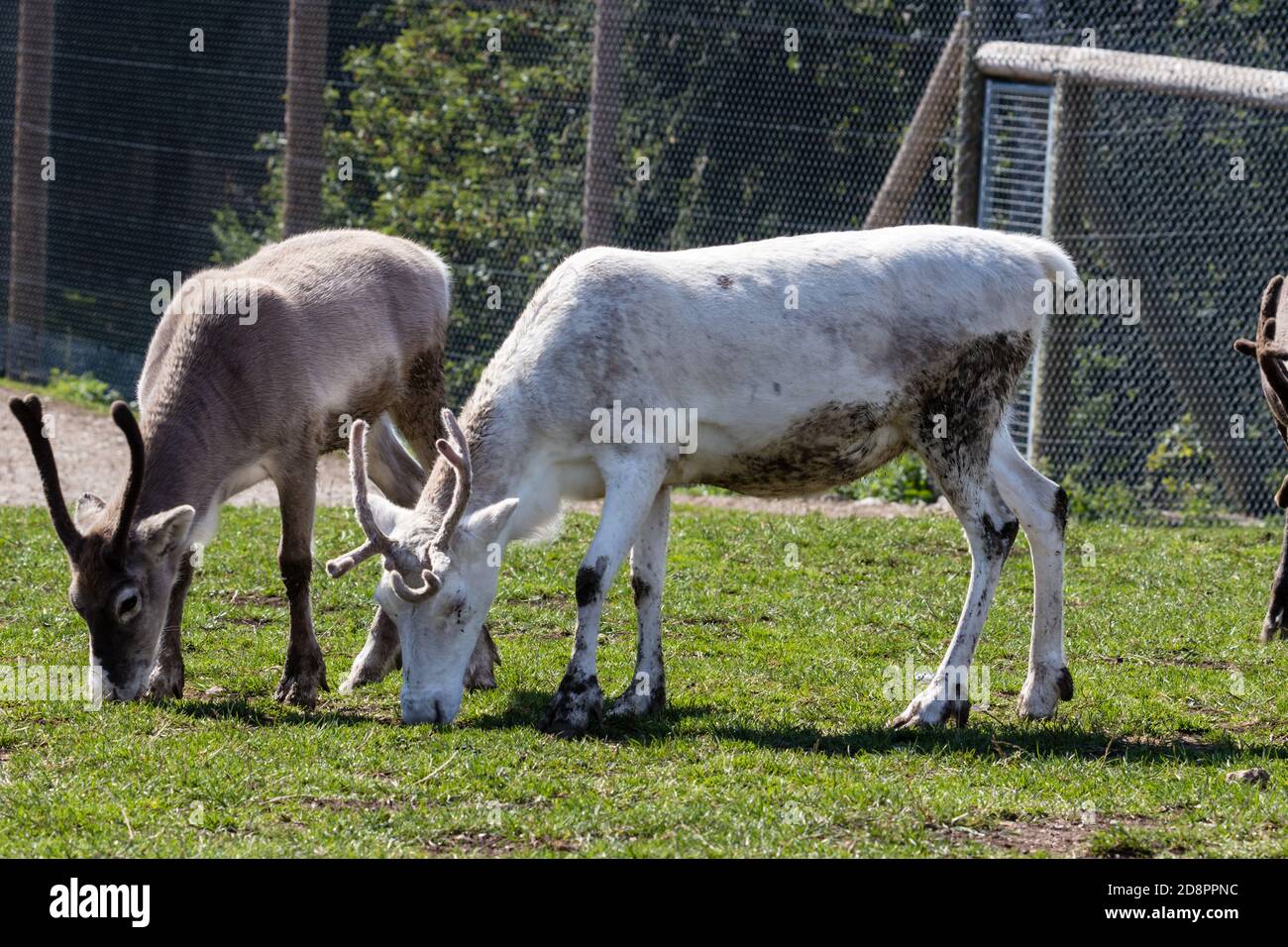 Reindeer eating grass Stock Photo - Alamy