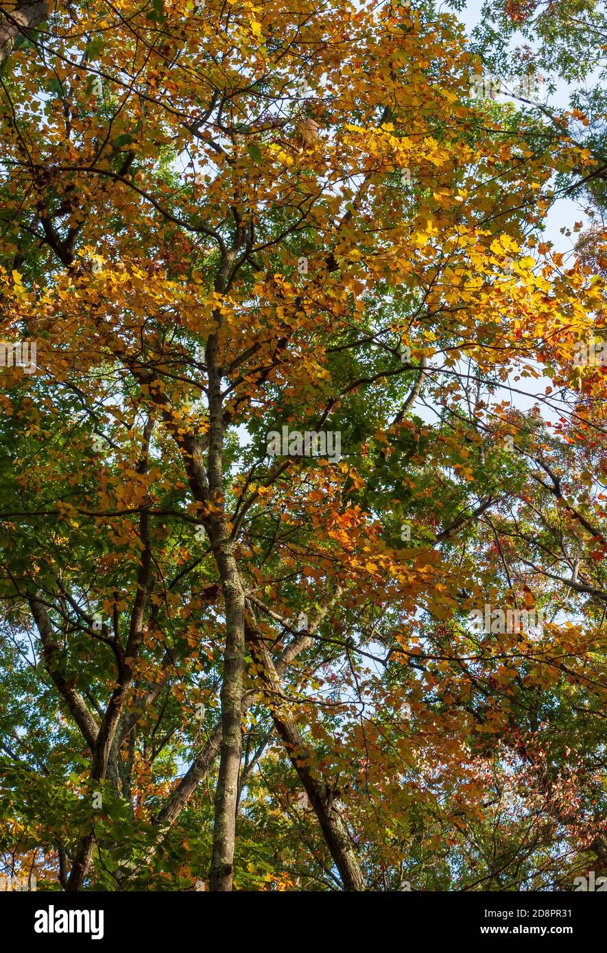 Fall foliage in New England. Vibrant colors of maple, beech, and oak ...