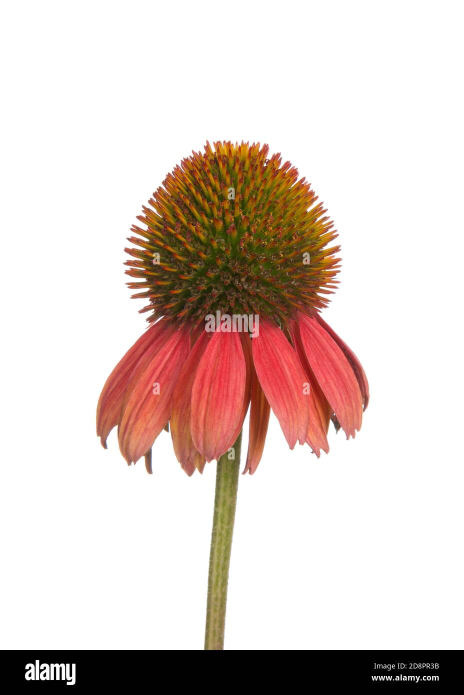 Vertical close up on one mature Cheyenne spirit variety coneflower ...
