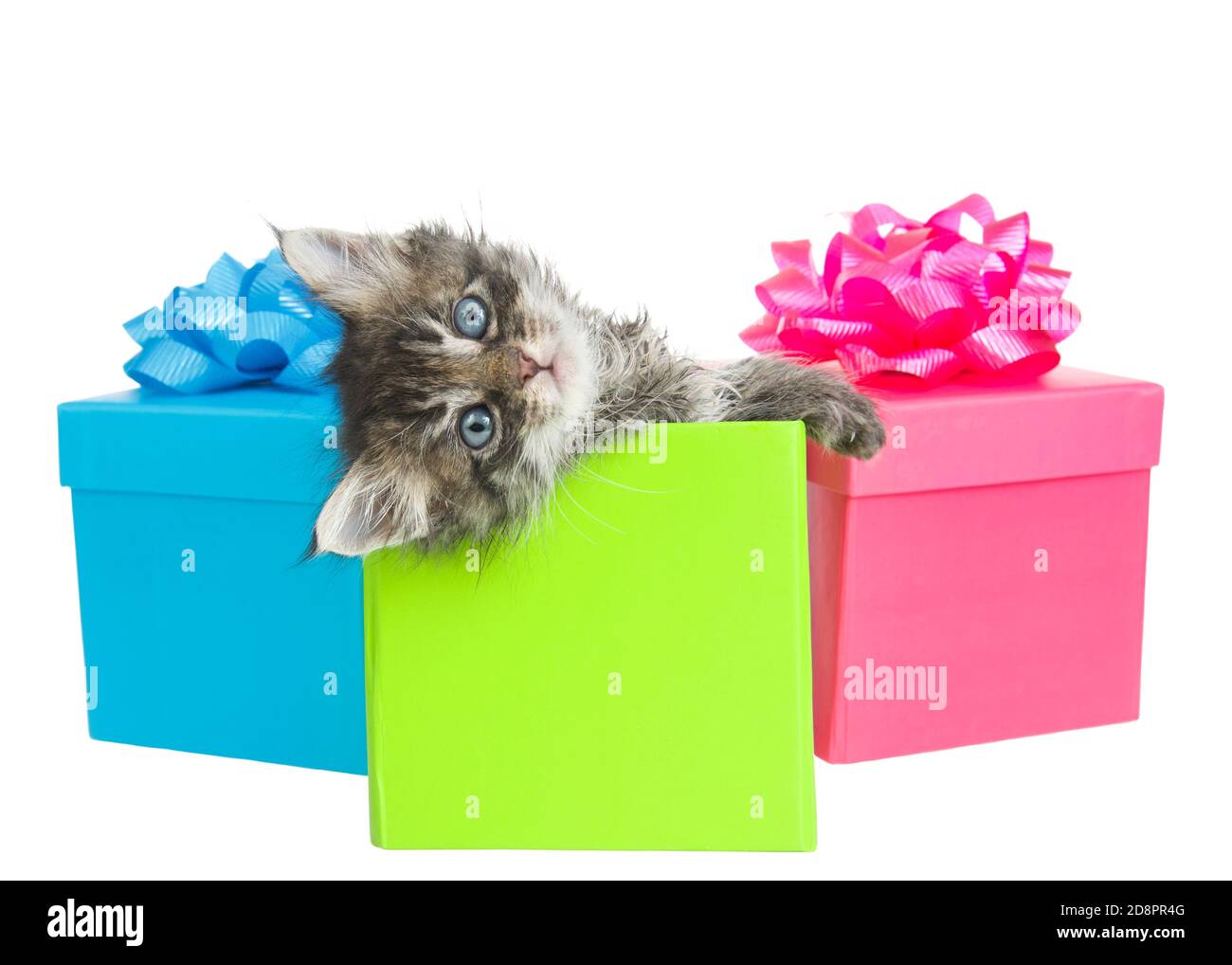 Eyes on side of head Cut Out Stock Images & Pictures - Alamy