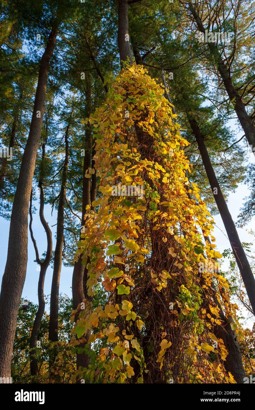 Massachusetts State Tree