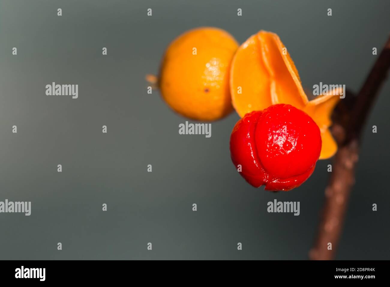 Single red bittersweet berry bursts from a yellow husk Stock Photo - Alamy