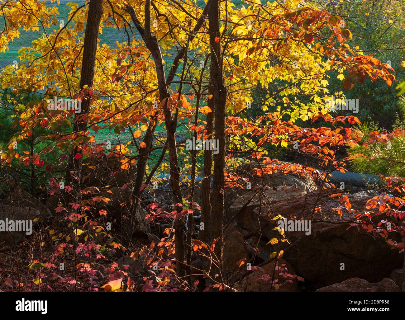 Saplings and underbrush. Fall foliage in New England. Vibrant colors of ...