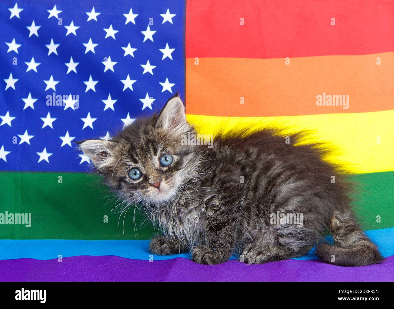 Adorable little kitten sitting comically on a rainbow colored Gay Pride ...