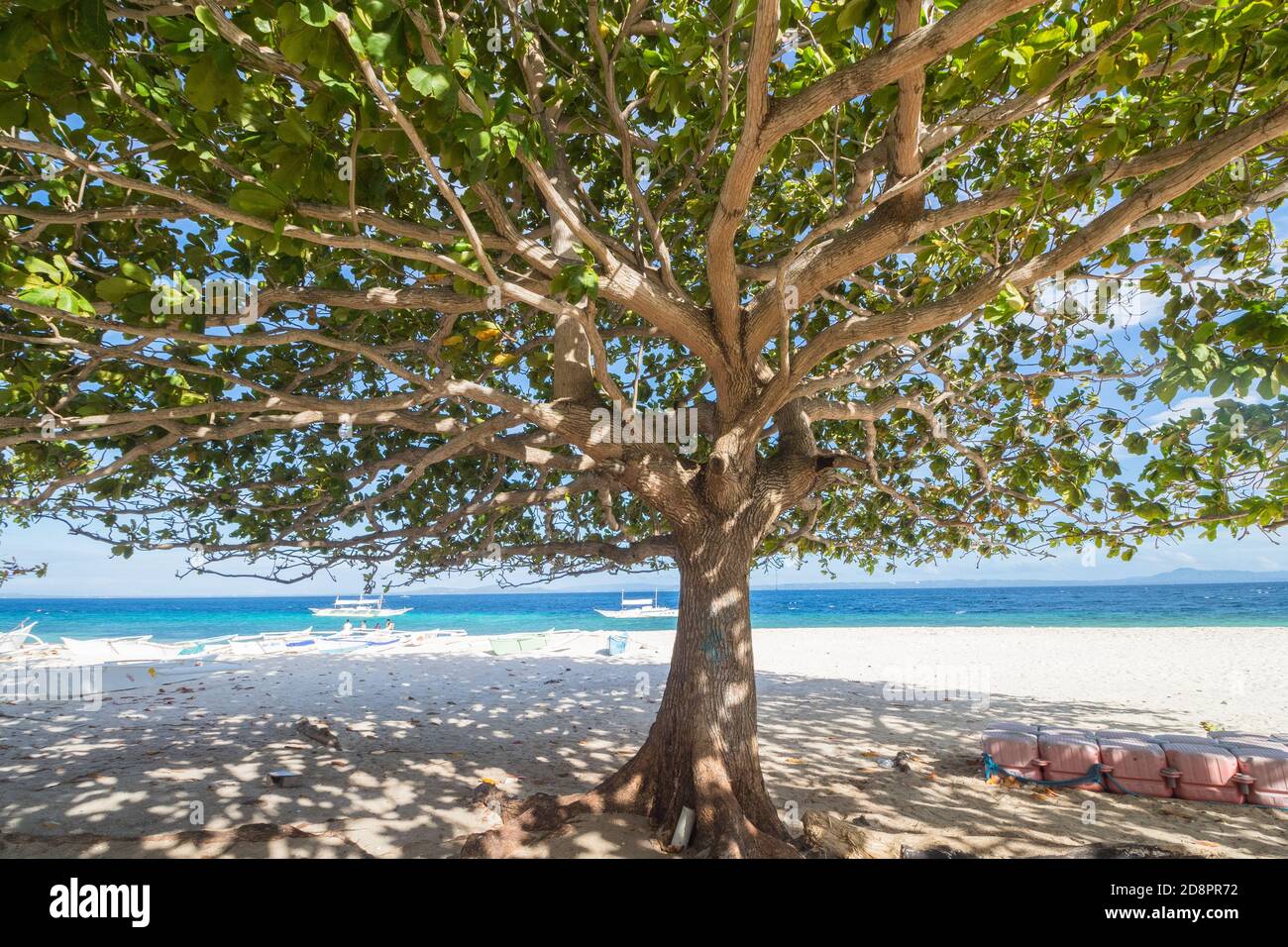 Under a tree at a beach in Bohol, Philippines Stock Photo - Alamy