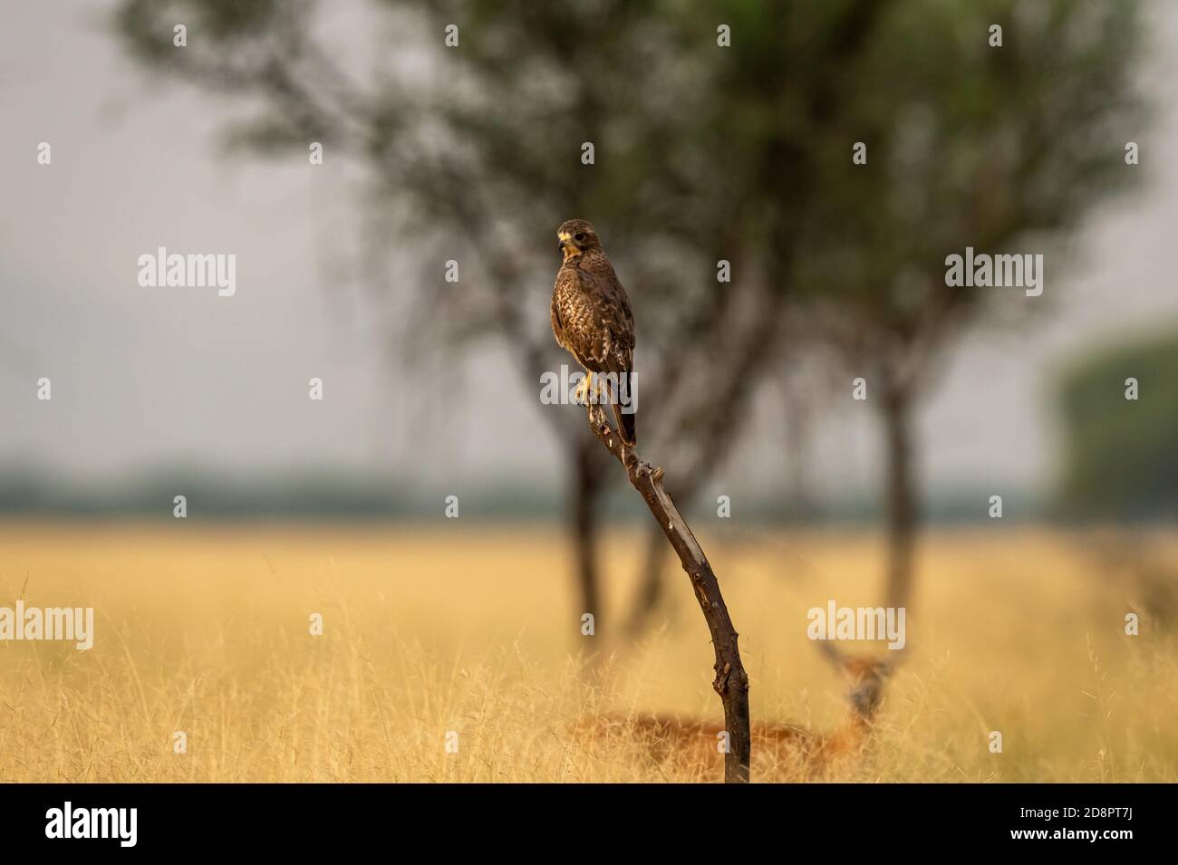 Dead blackbuck hi-res stock photography and images - Alamy