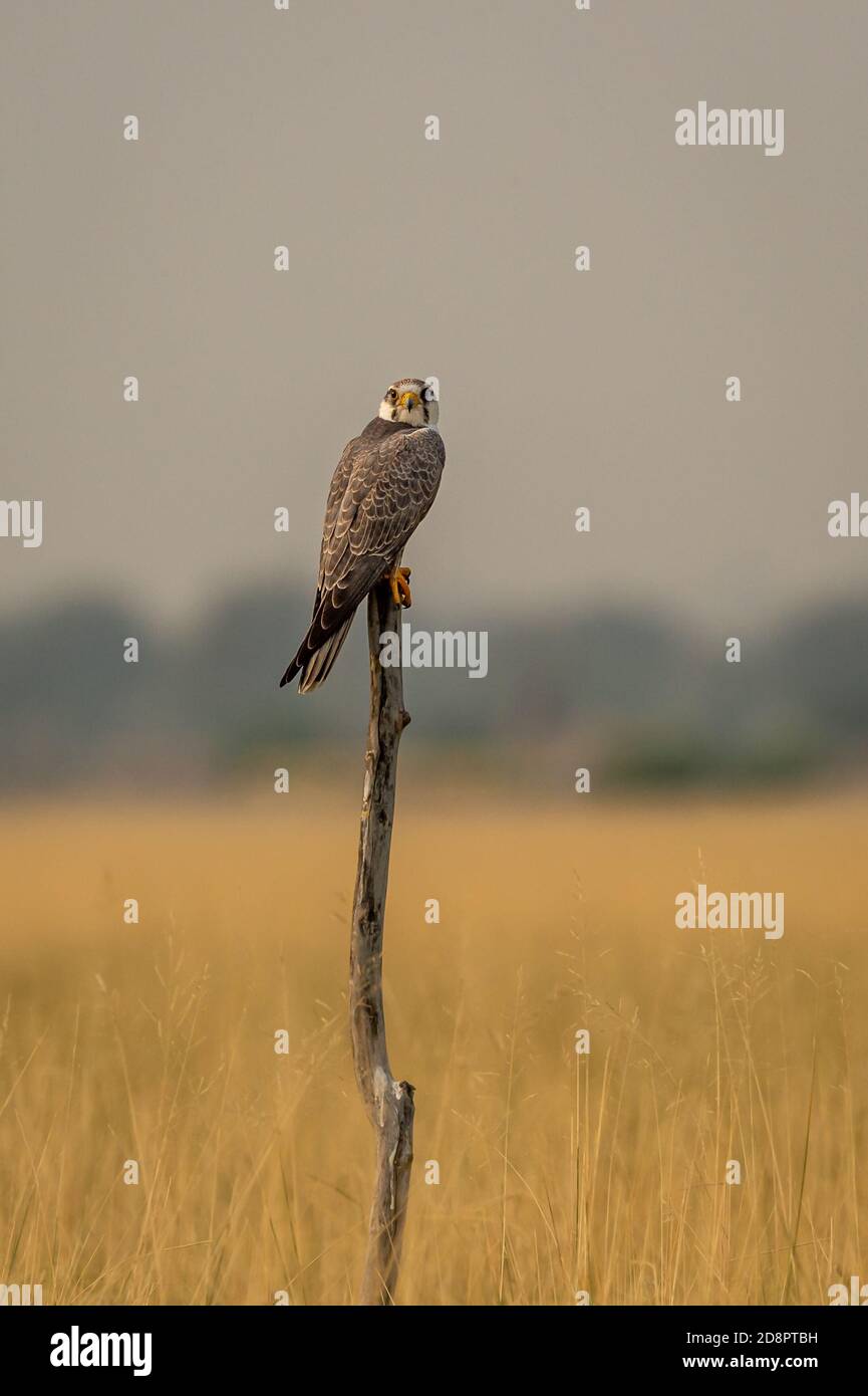 Laggar or lugger falcon or Falco jugger perched with an eye contact on ...
