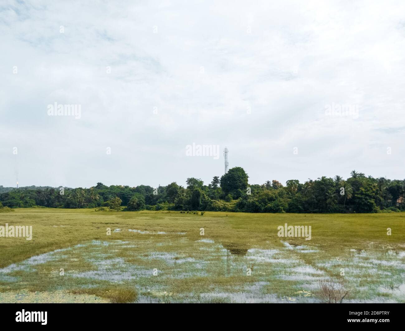 View of greenfields in a swampy area near a forest Stock Photo - Alamy