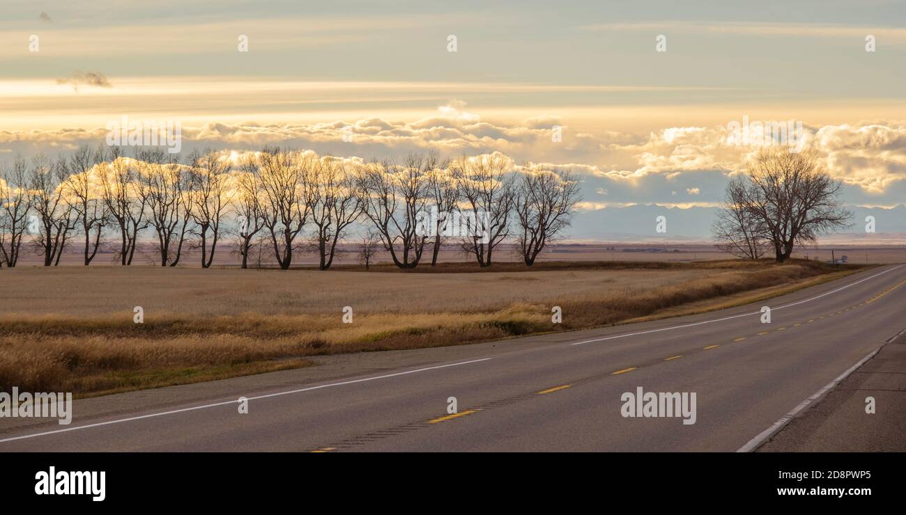 Line of Trees beside a road in Rural alberta Stock Photo - Alamy