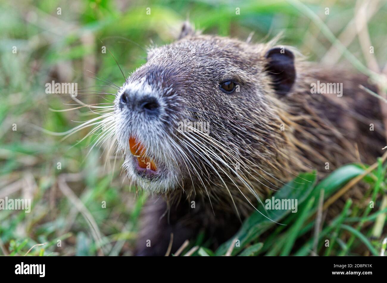 Nutria Baby High Resolution Stock Photography and Images - Alamy