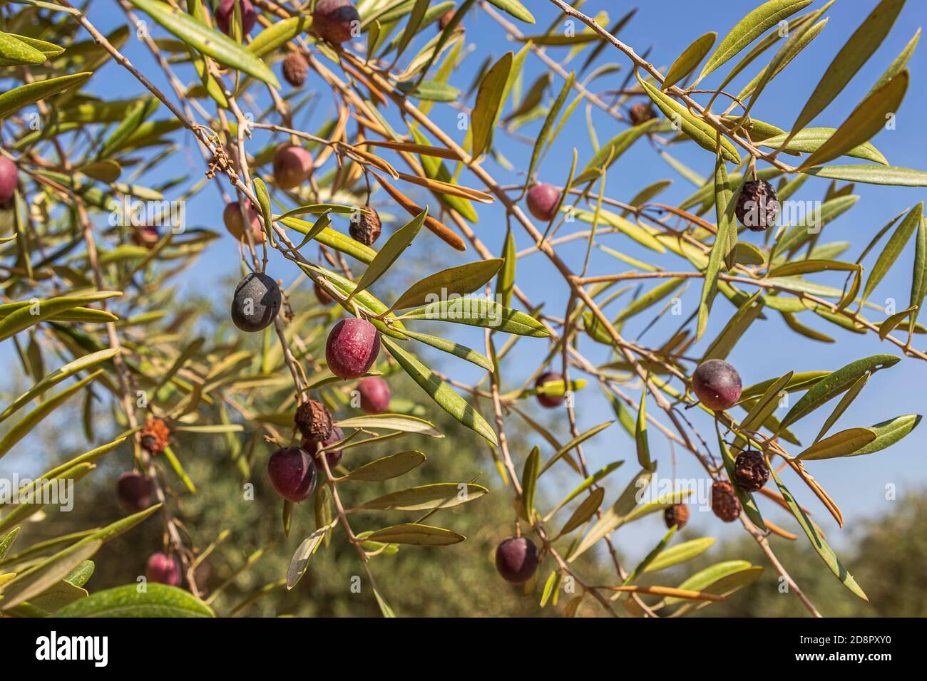 Olive tree fruit hi-res stock photography and images - Alamy