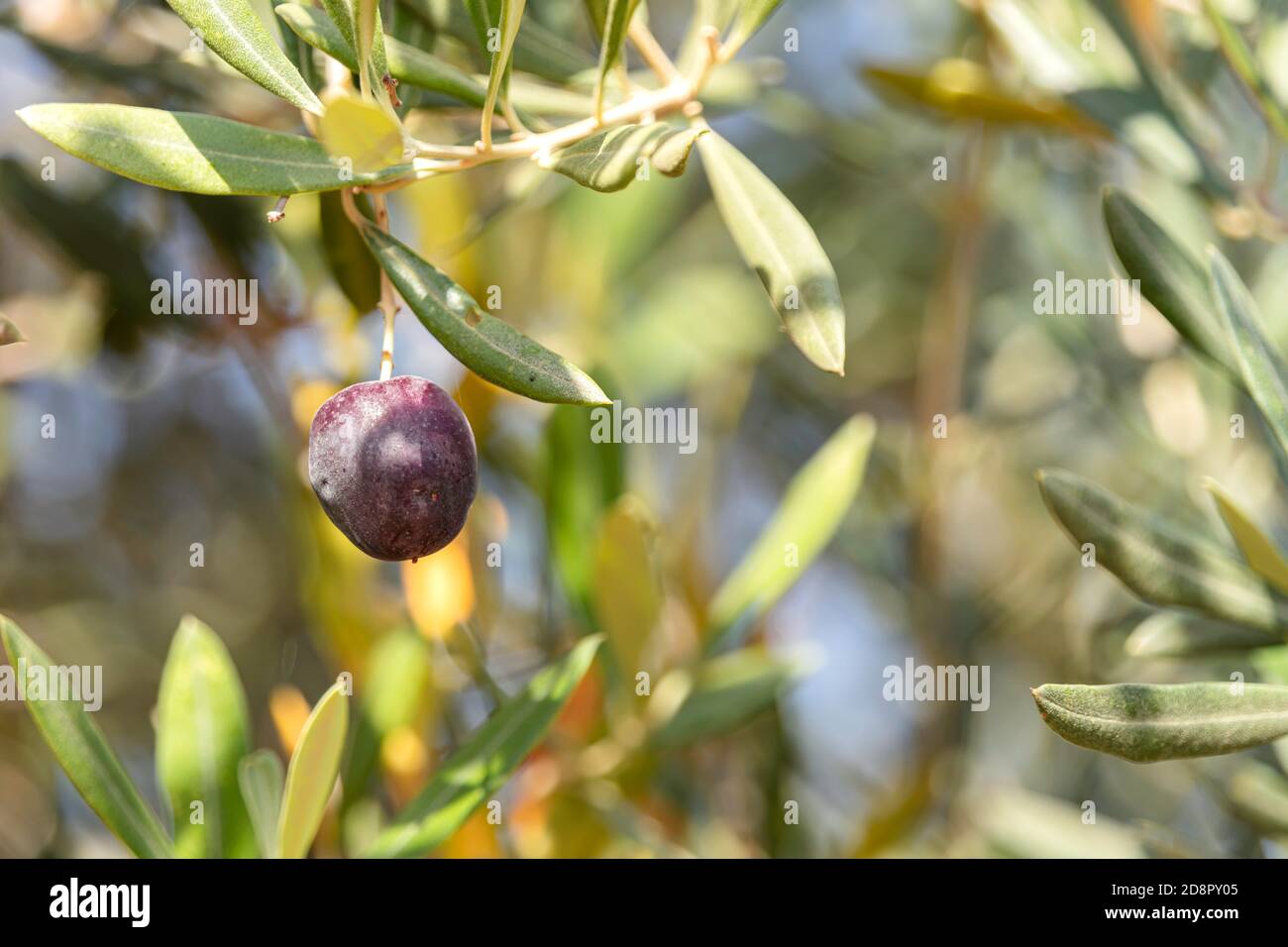 Fruit of the olive tree hi-res stock photography and images - Alamy